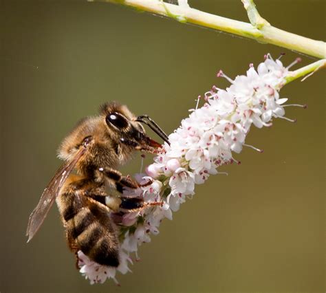 Asu Scientists Discover Gut Bacteria In Bees Spread Antibiotic Resistant Genes To Each Other