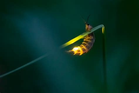 Firefly Tourism Sparks Calls For Sustainable Practices The Scientist Magazine®