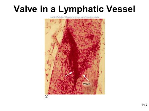 Chapter 21 Lecture Outline Ppt Video Online Download