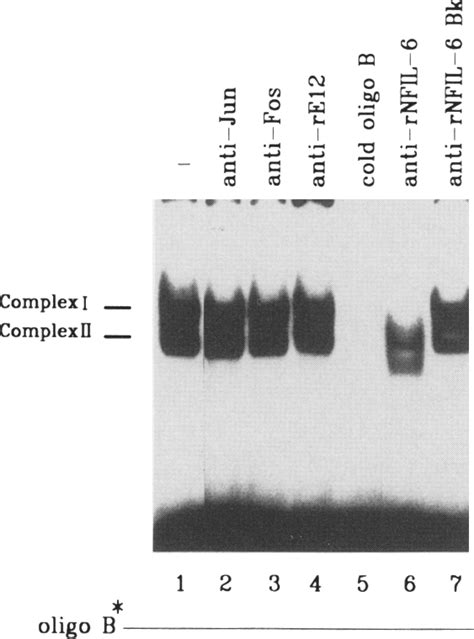 Hela Nucleoprotein Complex Binding The Fap Oligonucleotide Reacts With