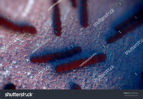 Streptococcus Pneumoniae Pneumococcus Grampositive Coccus Shaped Stock Illustration 395580502