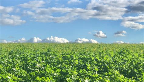 202331 Unicode Explained Rakudo Weekly News