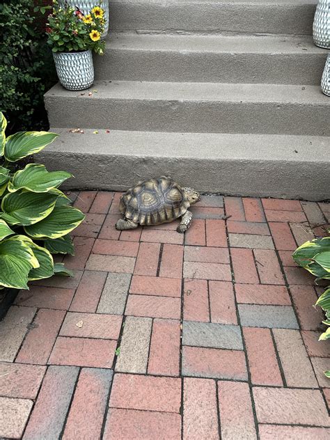 Tortoise Album On Imgur