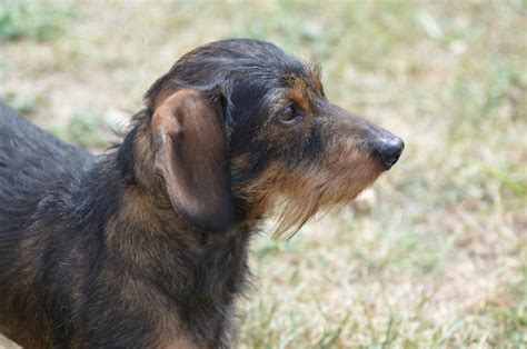 Köpeklerde Kanser Belirtileri Petlebi