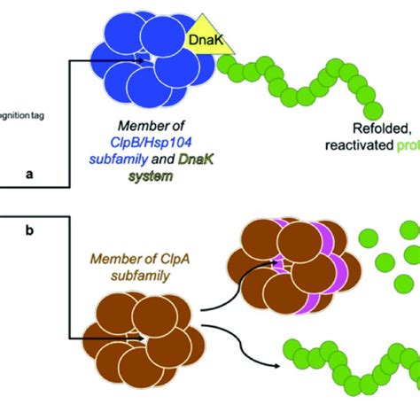Two Clp Atpase Subfamilies A Tagged Protein Is Recognised By A Clp Download Scientific Diagram