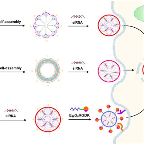 Self Assembly Of Amphiphilic Dendrimers For Sirna Delivery 101433