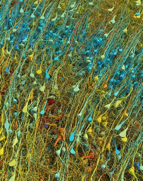 Amazingly Detailed Images Reveal A Single Cubic Millimeter Of Human
