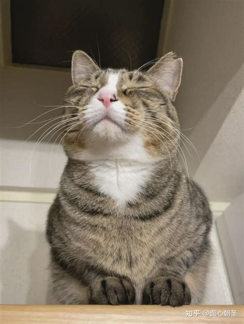 收养的猫有怪癖每日叼公仔去晒太阳原来背后有悲伤故事 知乎