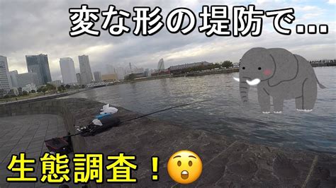 象の鼻パークみなとみらいの象の鼻の形をした防波堤で釣りしてみたら2019 11 11 YouTube