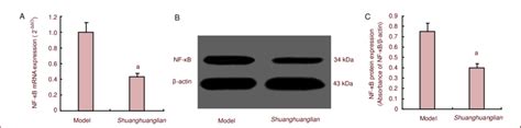 Expression of nuclear factor kappa B NF κB mRNA A quantitative