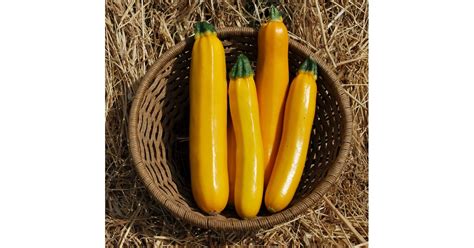Golden Zucchini Organic