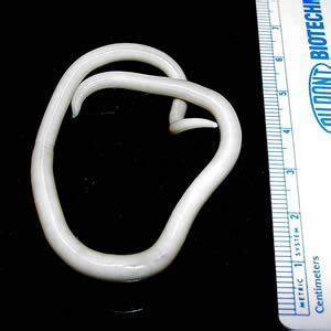 Intestinal Roundworm Ascaris Lumbricoides Skeletal System