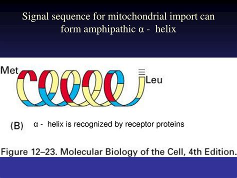 Ppt Protein Traffic Roadmap Sorting Signals And Intracellular