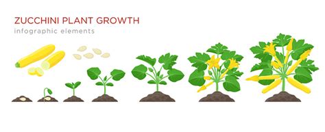 씨앗 새싹 꽃과 익은 과일과 성숙한 식물에서 호박 식물 성장 평면 디자인에 스쿼시 벡터 일러스트 레이 션의 성장 단계 인포