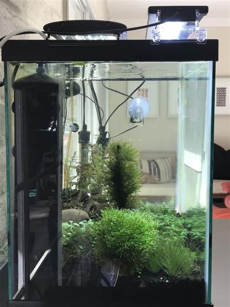 Celestial Pearl Danio And Bolivian Ram Tank 20tall The Planted Tank Forum
