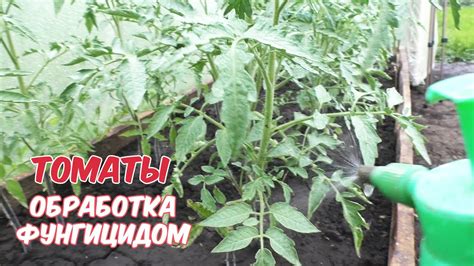 Обработка томатов, перцев, баклажан фунгицидом. Посадка огурцов в ...
