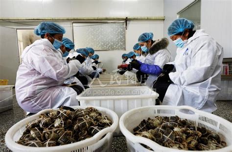 江苏泗洪订单螃蟹加工忙 人民图片网