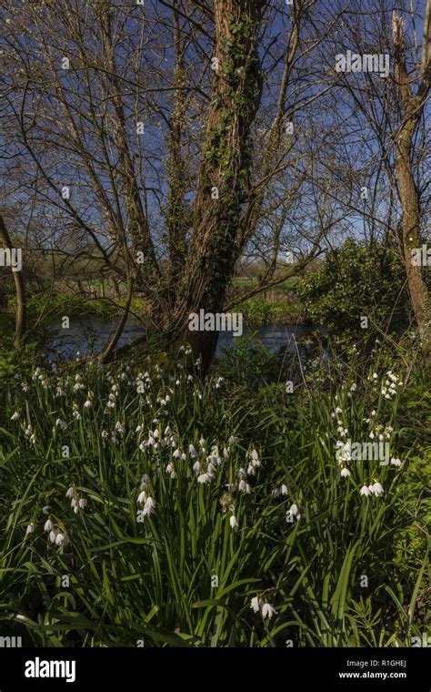 Native Summer Snowflake Leucojum Aestivum Ssp Aestivum In The Piddle