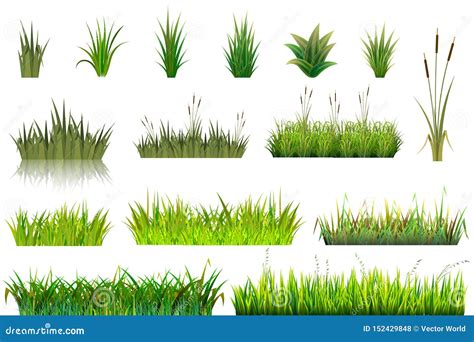 Grass Grassland Or Grassplot And Green Grassy Field Illustration