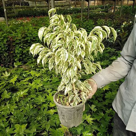 نگهداری گل بنجامین علت برگ ریزی گل بنجامین بعد از خرید چیست؟