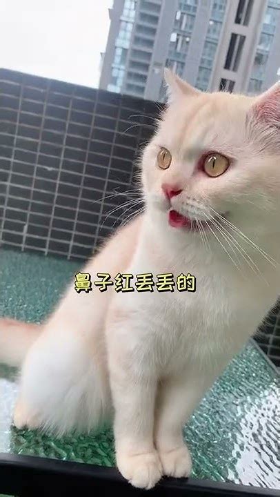 【嗯昂喵小暖】猫已熟，可以摘了~记录猫咪日常＃猫咪的迷惑行为 Youtube