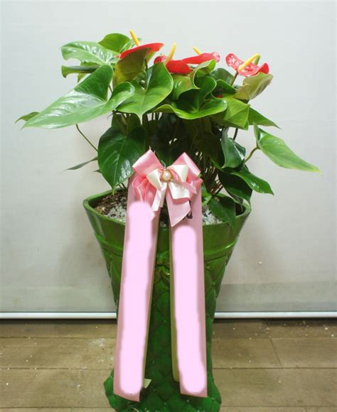 결혼기념일꽃배달 행당동으로 배송해드린 결혼기념일선물 안시리움