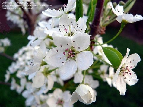 PlantFiles Pictures: Flowering Pear, Callery Pear 'Aristocrat' (Pyrus ...