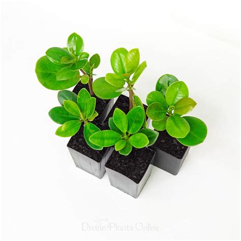 Ficus Microcarpa Green Island Divine Plants Online Shop