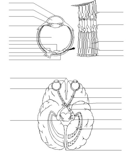 Visual System Diagram Quizlet