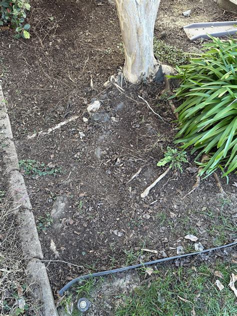Is This Crate Myrtle In Good Shape R Arborists