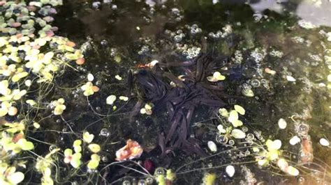 It Isnt Frogspawn Homegrown Garden