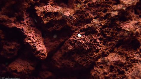 Nerite Snails Algae Eating Care Lifespan Eggs Video