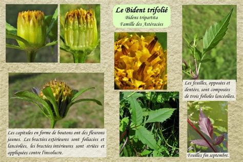Le Bident Trifolié Tela Botanica