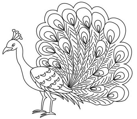Dibujos De Pavo Real Para Colorear E Imprimir ColoringOnly