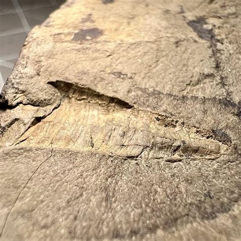 Silurian Fossils Deerhope Formation North Esk Inlier Scotland