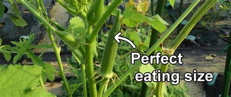 Harvest Time For Okra And Fertilizing Ginger Root How To Grow Okra And Ginger Root Vegetable