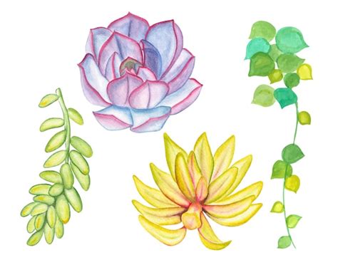 Conjunto de imágenes prediseñadas suculentas de acuarela ilustración