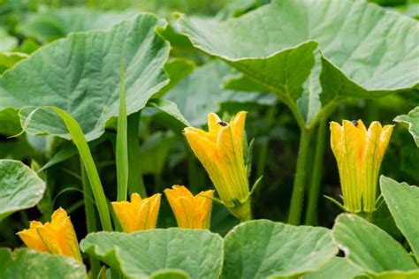 5 Bugs And Insects That Eat Your Sunflowers The List Pest Pointers
