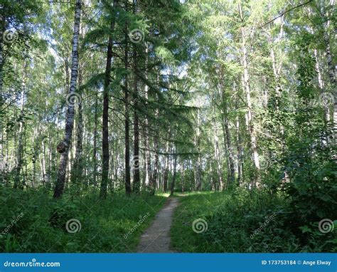 Летний пейзаж с Branchy деревьями леса Стоковое Фото изображение