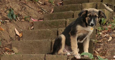 Que El Estado Cree Un Refugio Para Los Perros Y Gatos En Situación De Calle