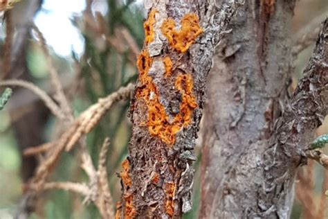 Cedar Quince Rust Missouri Environment And Garden News Article