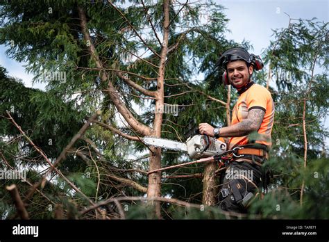 Tree Surgeon Hanging From Ropes In The Crown Of A Tree Using A Chainsaw To Cut Branches Down