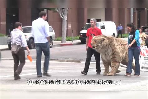 老虎正在睡觉，主人在身后叫了它一声，接下来的请大家憋住别笑身后老虎主人
