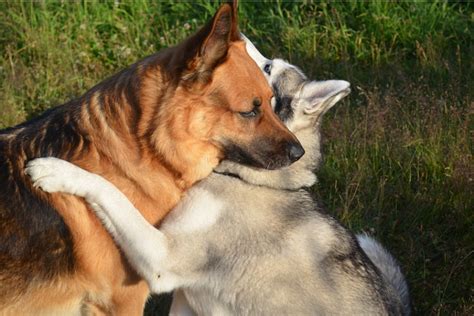 Do German Shepherds Get Along With Other Dogs Hubpages