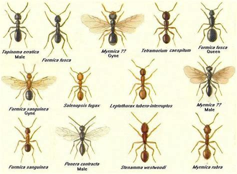 Invasion Of Ants And How To Exterminate Them Naturally Types Of Ants