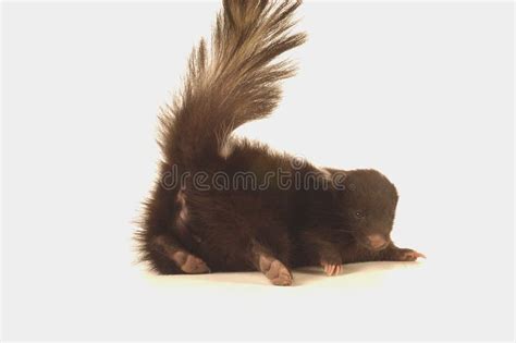 Cute Classic Brown With White Striped Young Skunk Aka Mephitis Mephitis