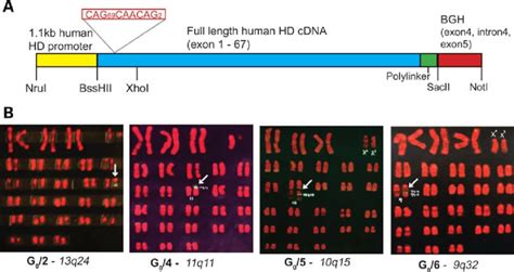 Htt Transgene And Chromosomal Location In Hd Founder Transgenic Animals
