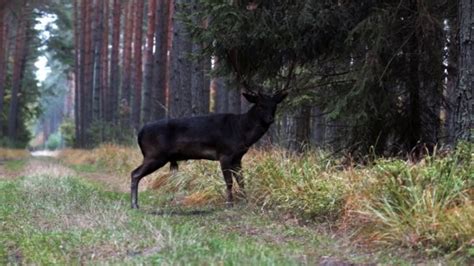 Footage Of A Black Fallow Deer Recently Seen In Ba Tumbex