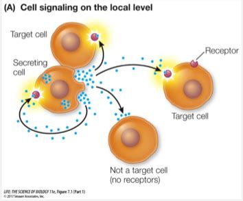 Biology Lecture 18 Cell Signaling Flashcards Quizlet