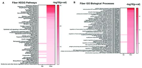 The Top Enriched Kegg Pathways A And Go Biological Processes B Download Scientific Diagram